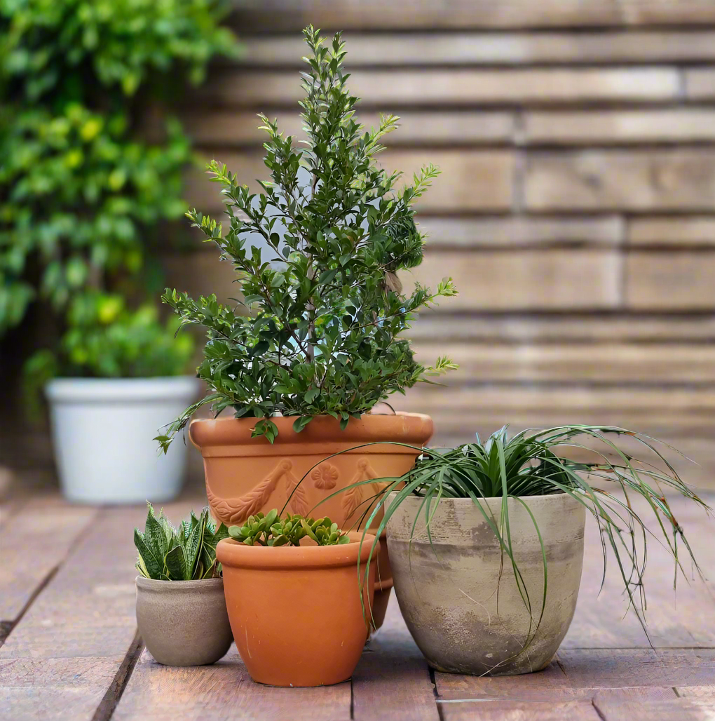 Terracotta Pots | Shop Garden Pots Online – Linda's Place Bundall